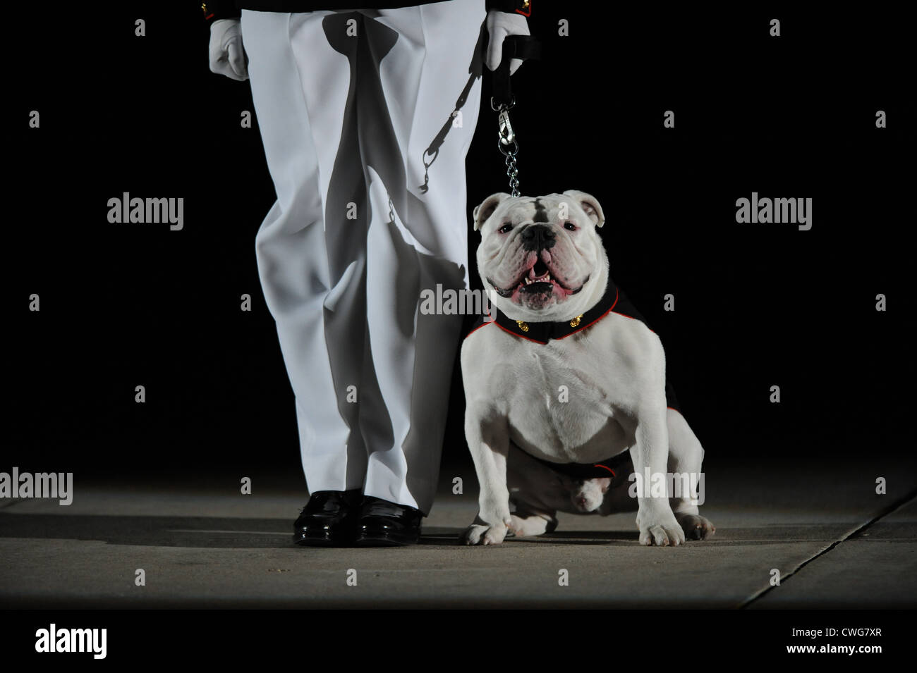 The Official US Marine Corps Mascot, Lance Corporal Chesty XIII sits at ...