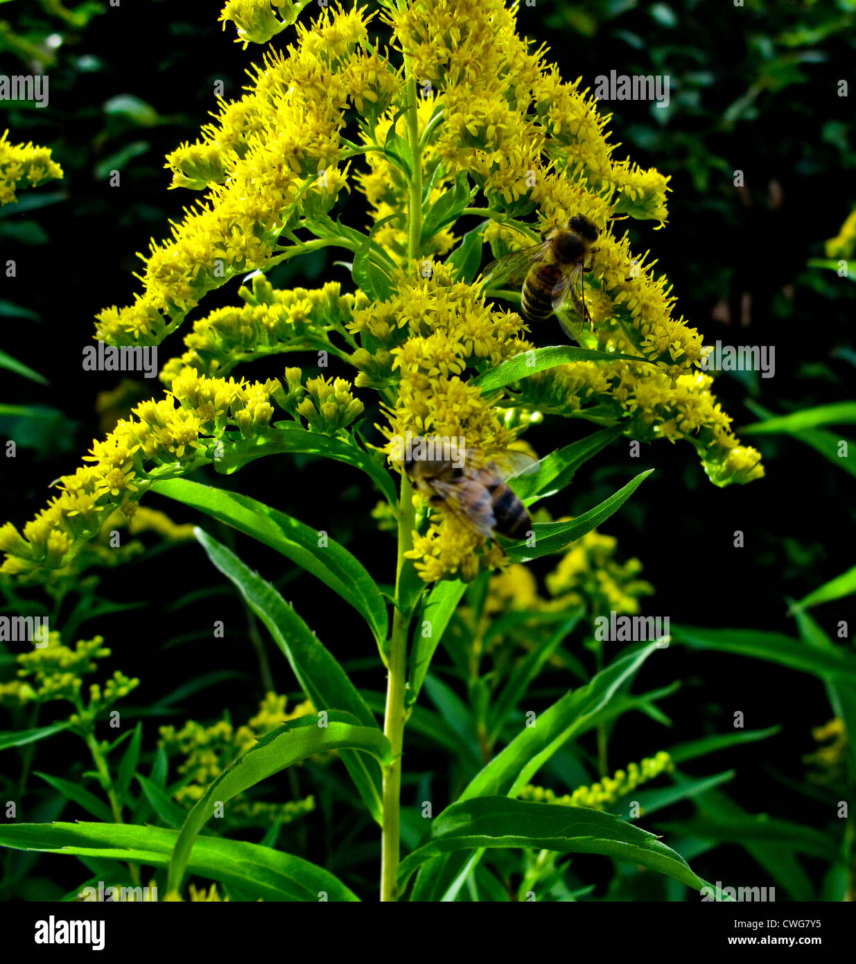 Bees collect nectar Stock Photo - Alamy
