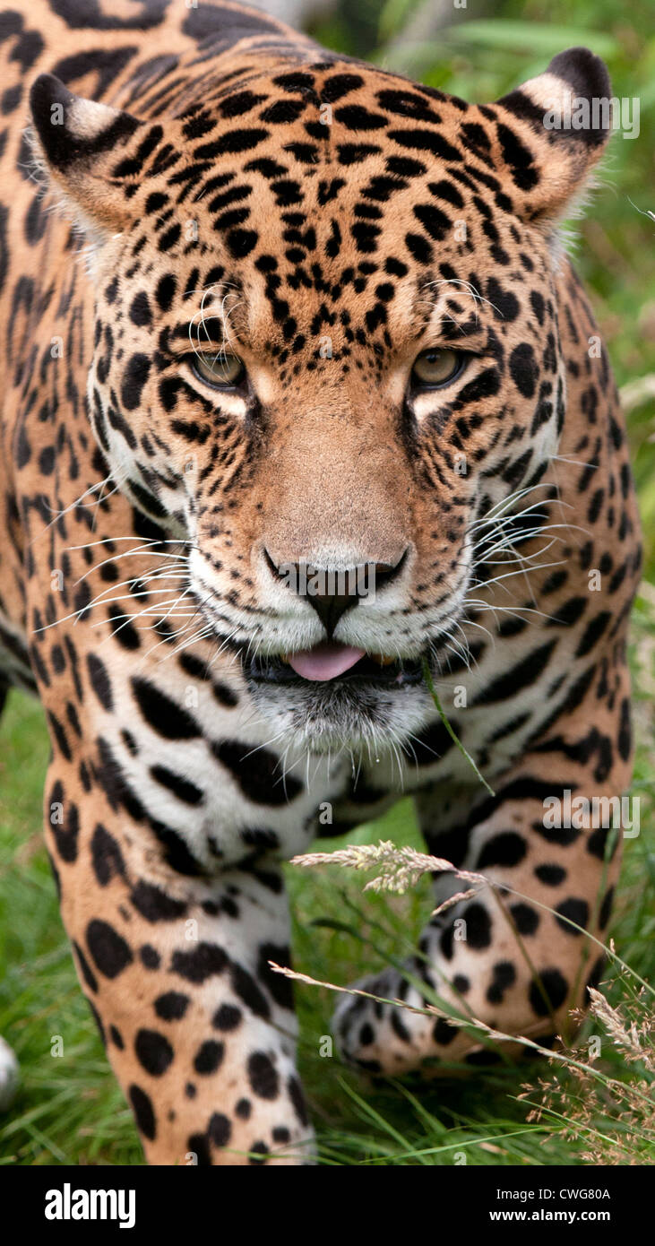 Male Jaguar Stock Photos & Male Jaguar Stock Images - Alamy