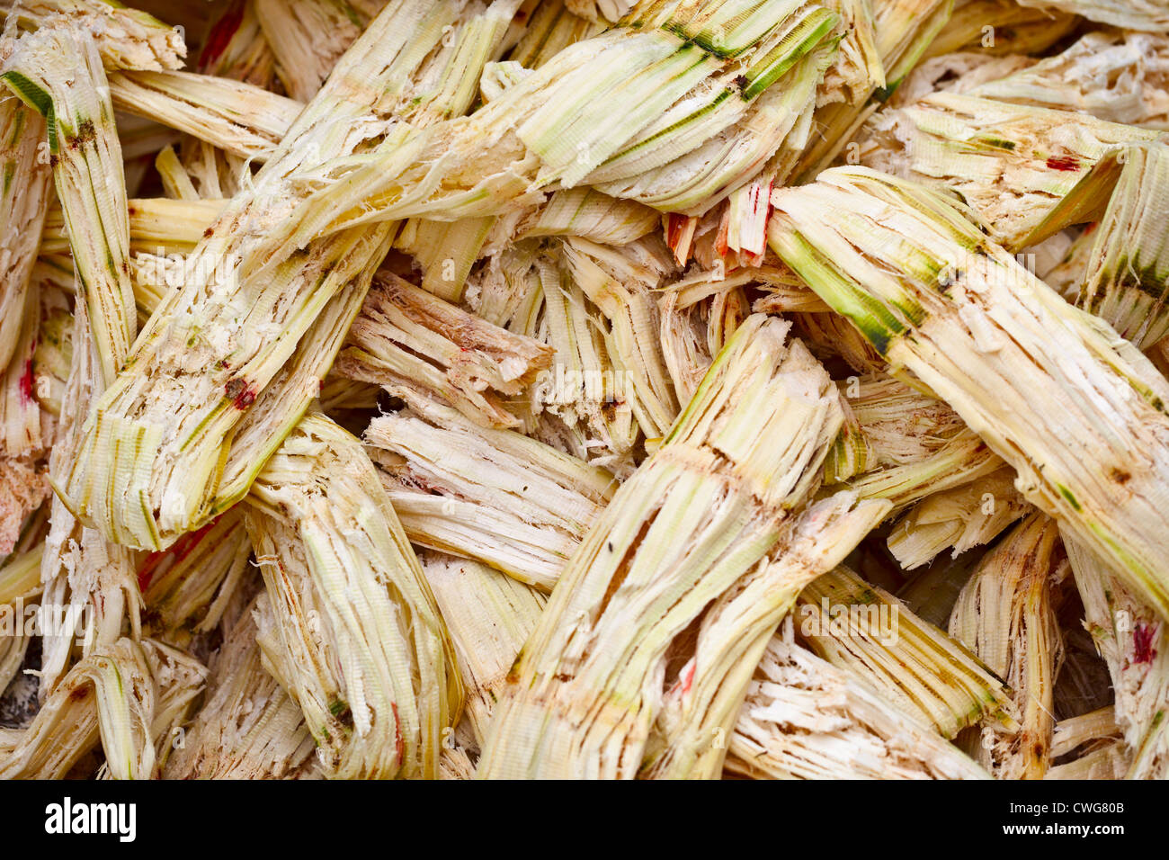 Sugarcane bagasse - the waste of sugar manufacture Stock Photo - Alamy