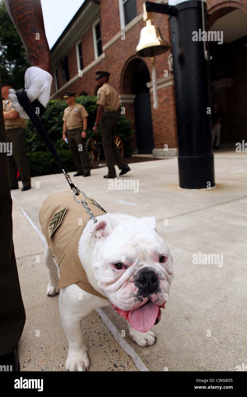 Sergeant Chesty XIII, the official mascot Marine Corps, after being ...