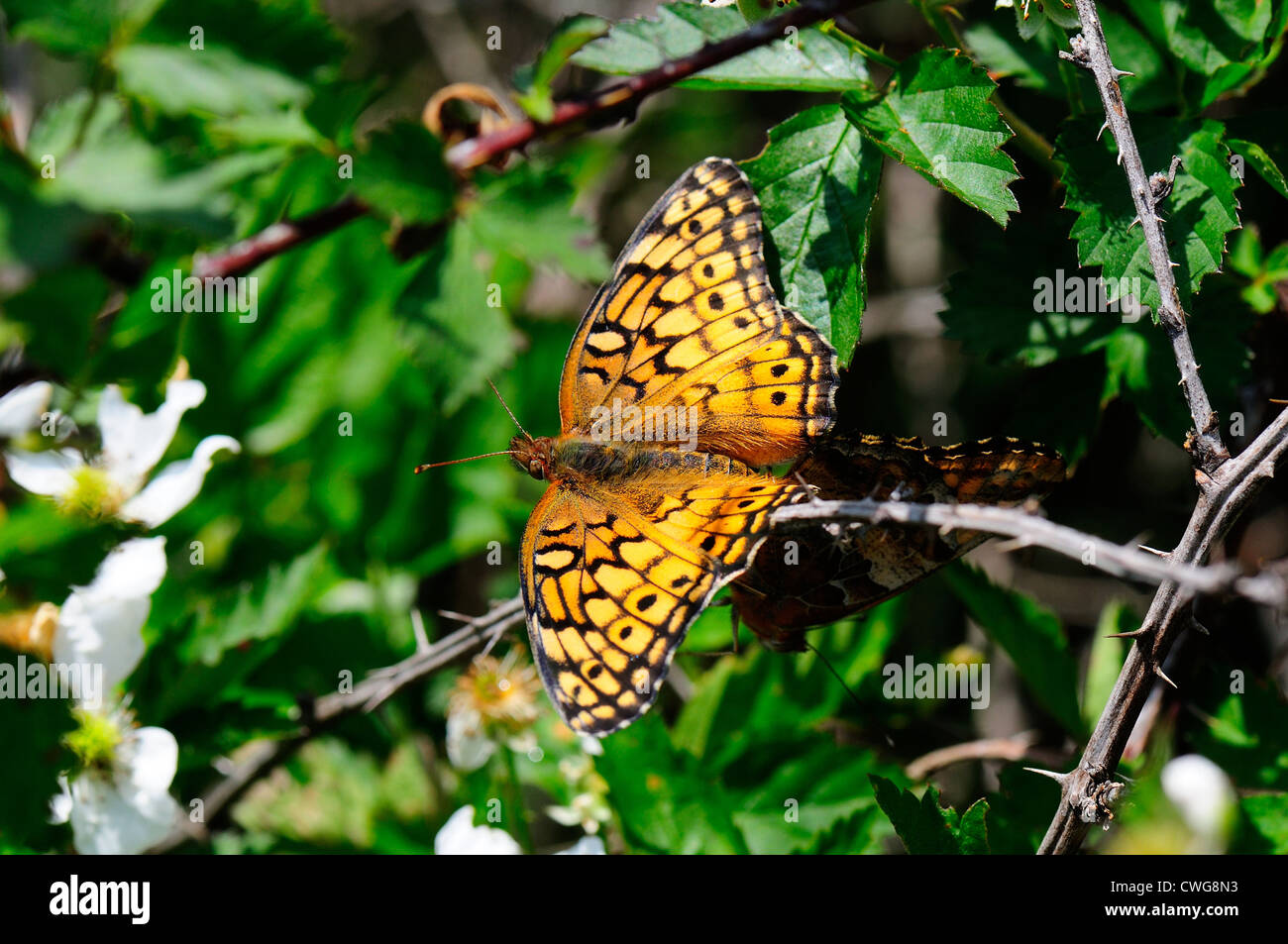 Mating Variegated Fritillary Stock Photo - Alamy
