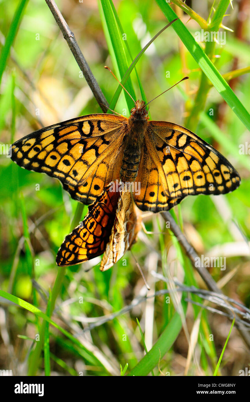 Mating Variegated Fritillary Stock Photo - Alamy