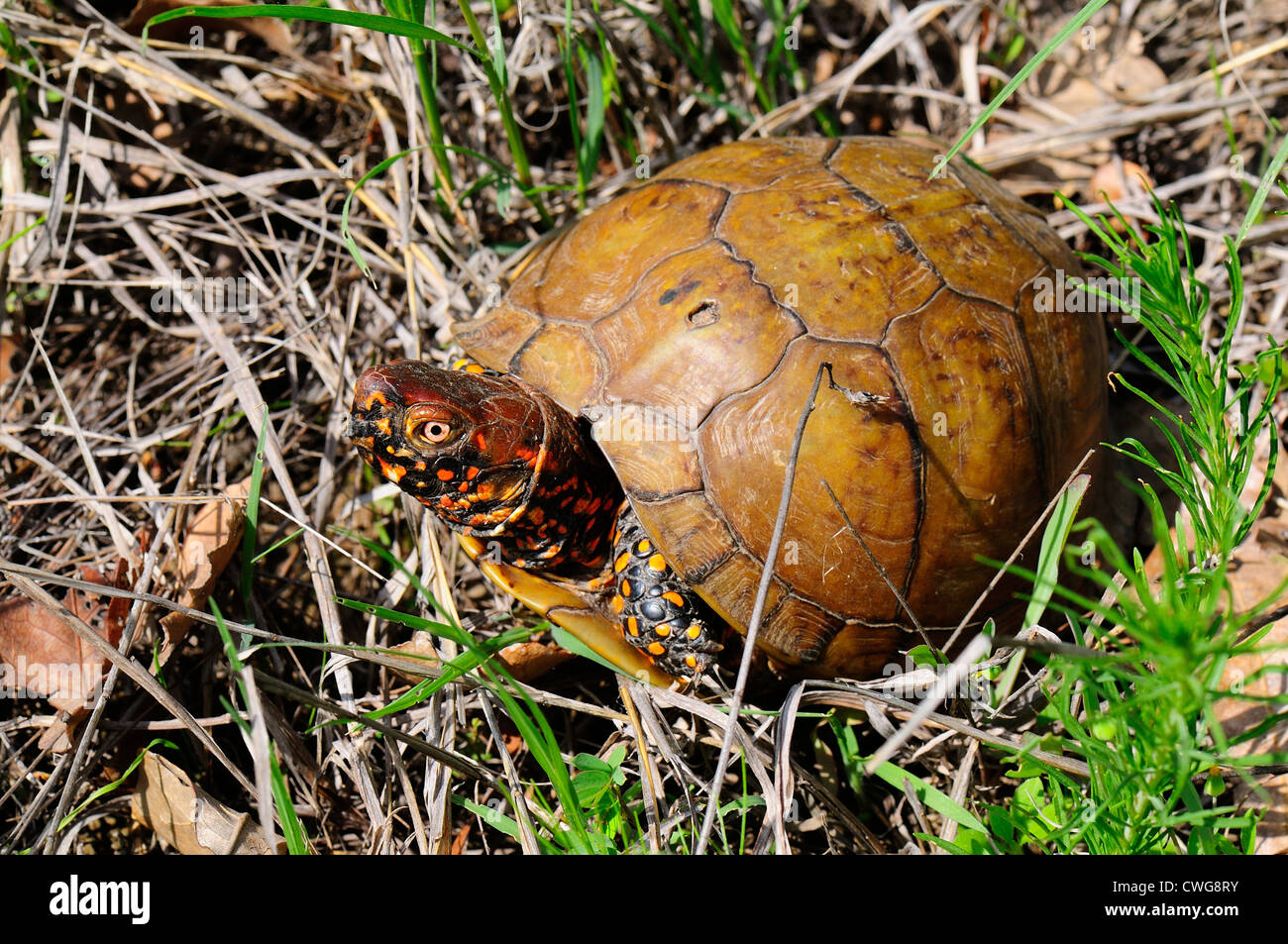 Three-toed box turtle Stock Photo - Alamy