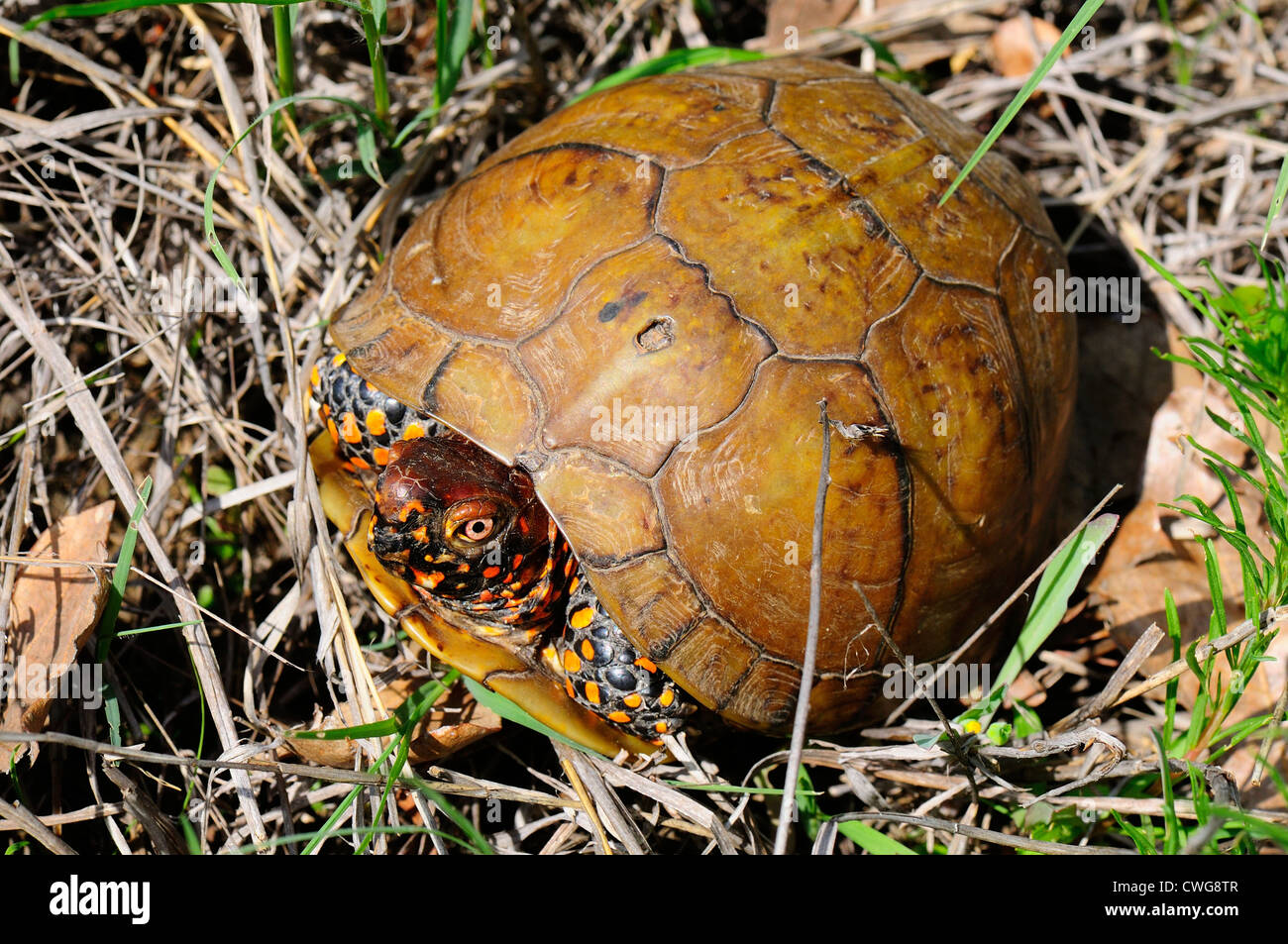 Three-toed box turtle Stock Photo - Alamy