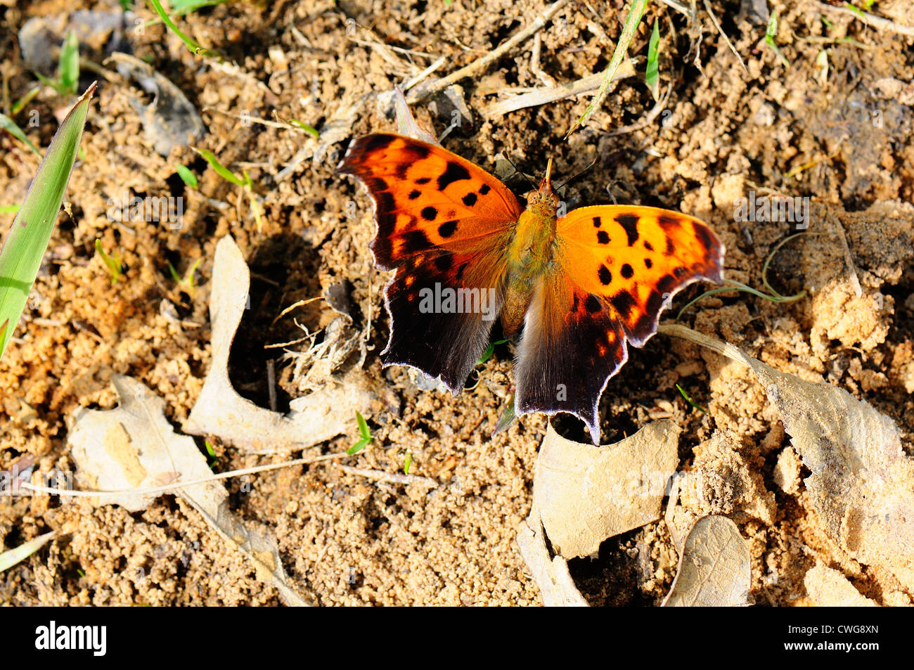 Question Mark butterfly Stock Photo - Alamy