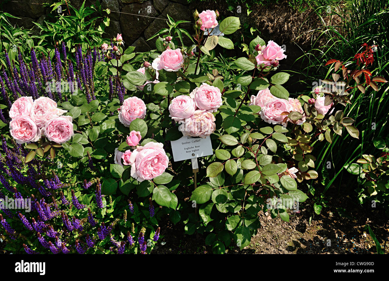 Brother Cadfael Rose Bush Stock Photo: 50145437 - Alamy