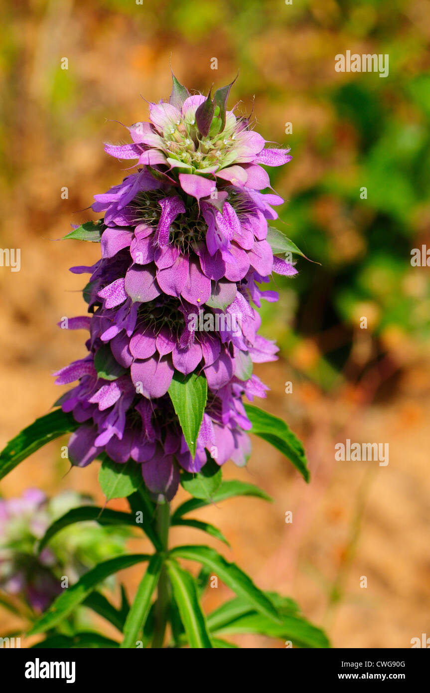Purple Horsemint