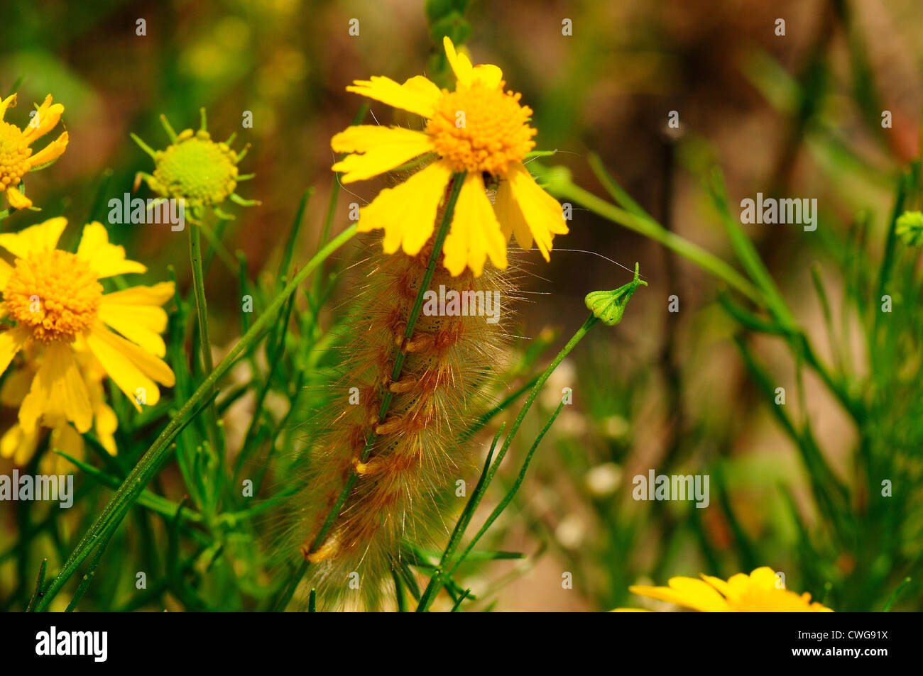 Bitter weed with caterpillar Stock Photo - Alamy