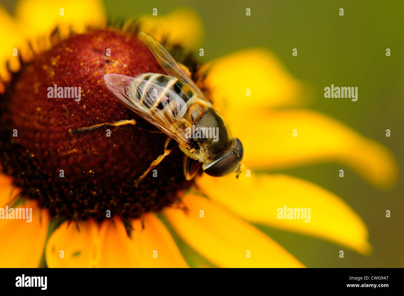 Brown-eyed Susan and fly Stock Photo - Alamy