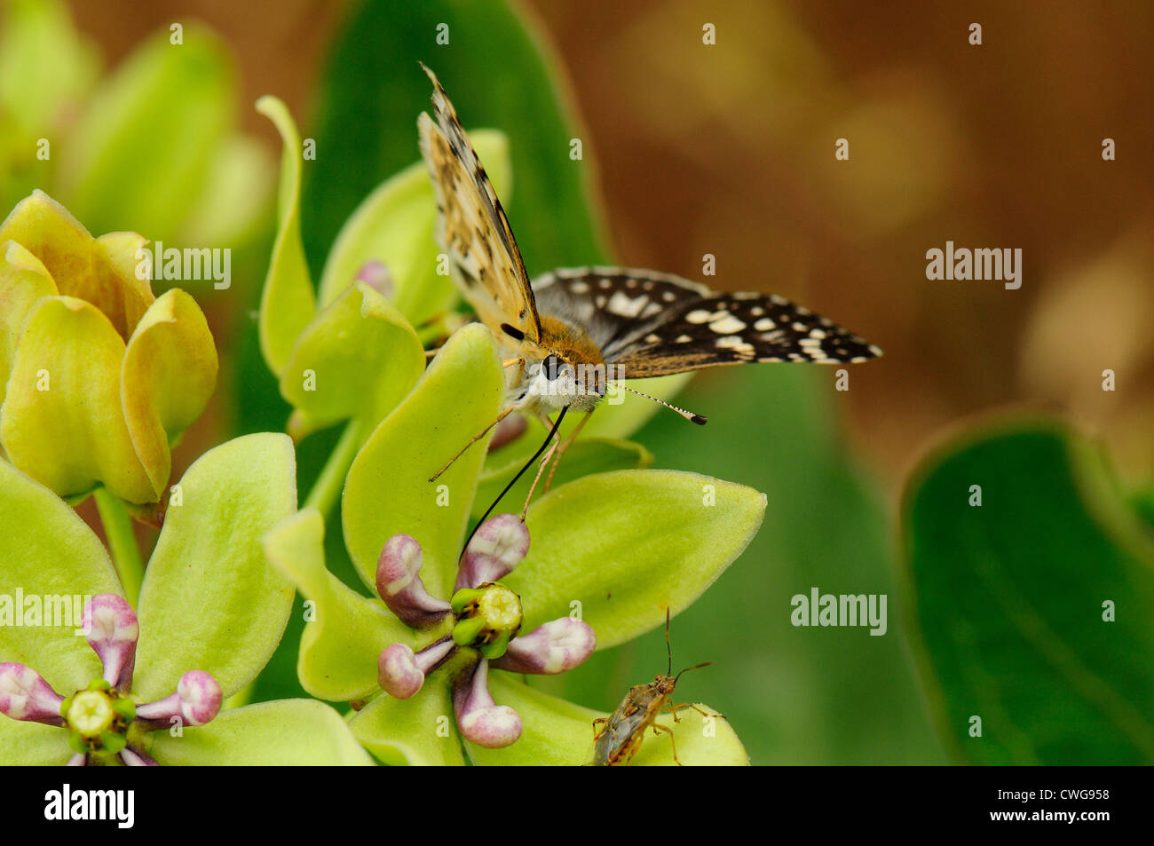 monarch host plant Stock Photo - Alamy
