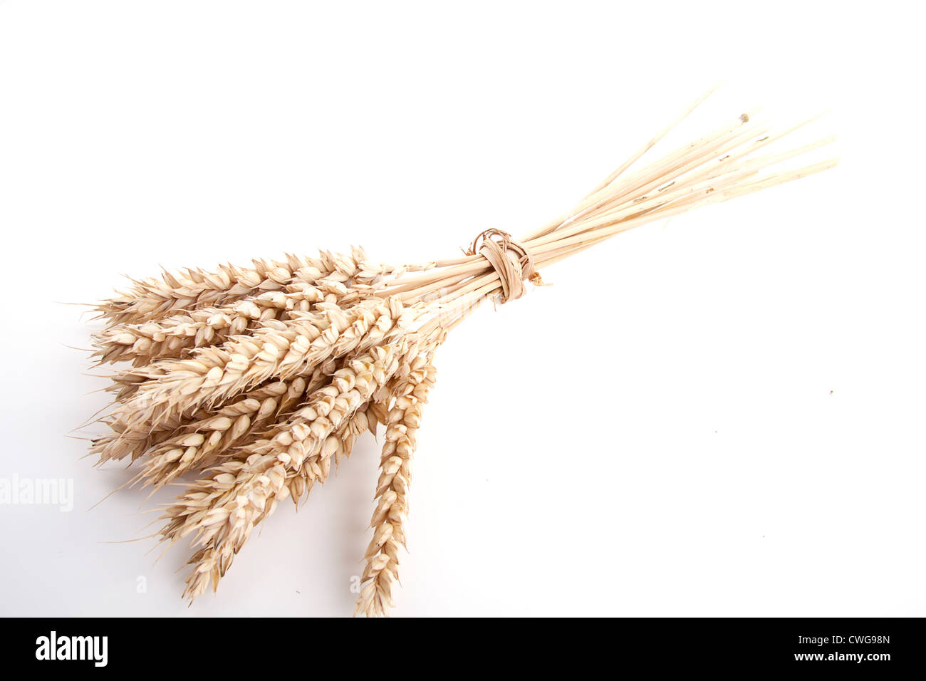 close up brown wheat grain isolated on white background Stock Photo - Alamy