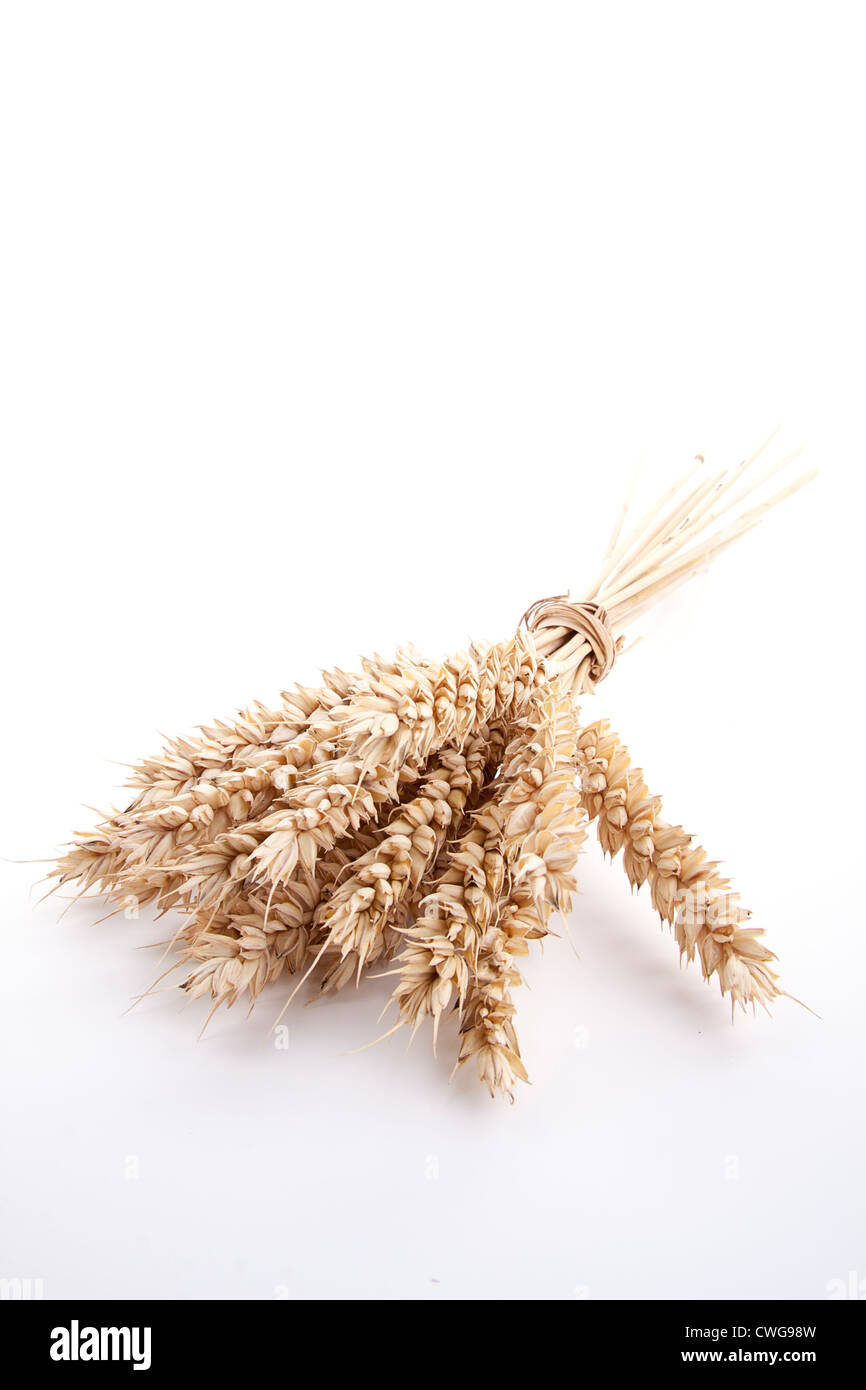 close up brown wheat grain isolated on white background Stock Photo - Alamy