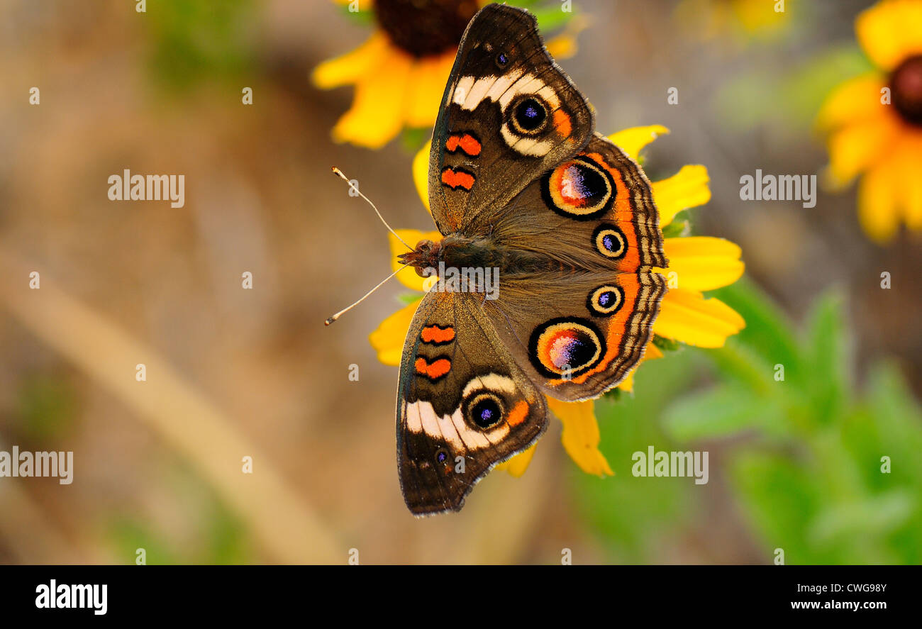 Eyespot mimicry hi-res stock photography and images - Alamy