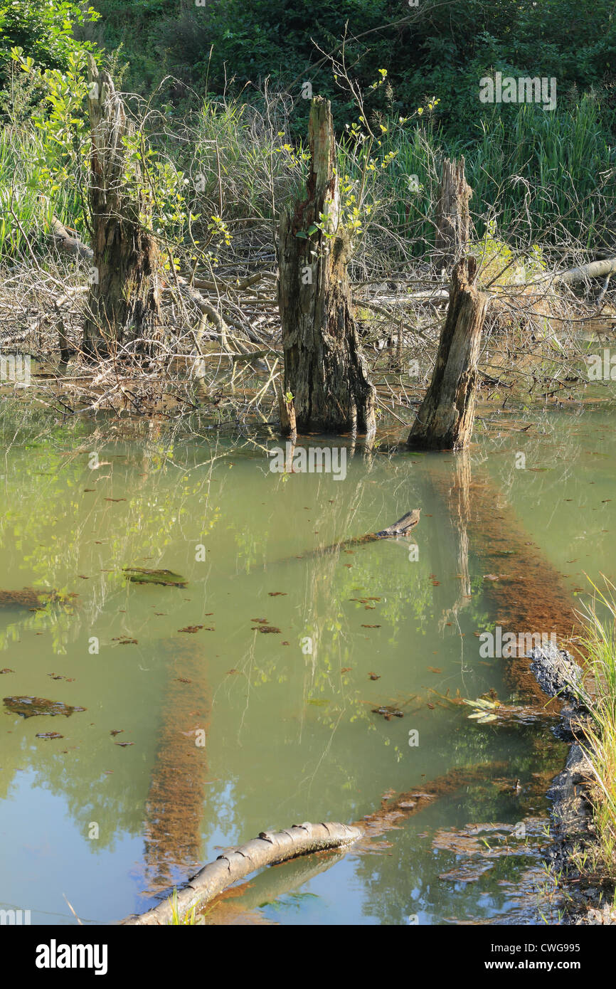 In the water of a pond standing and lying dead trees in a swamp, in a ...