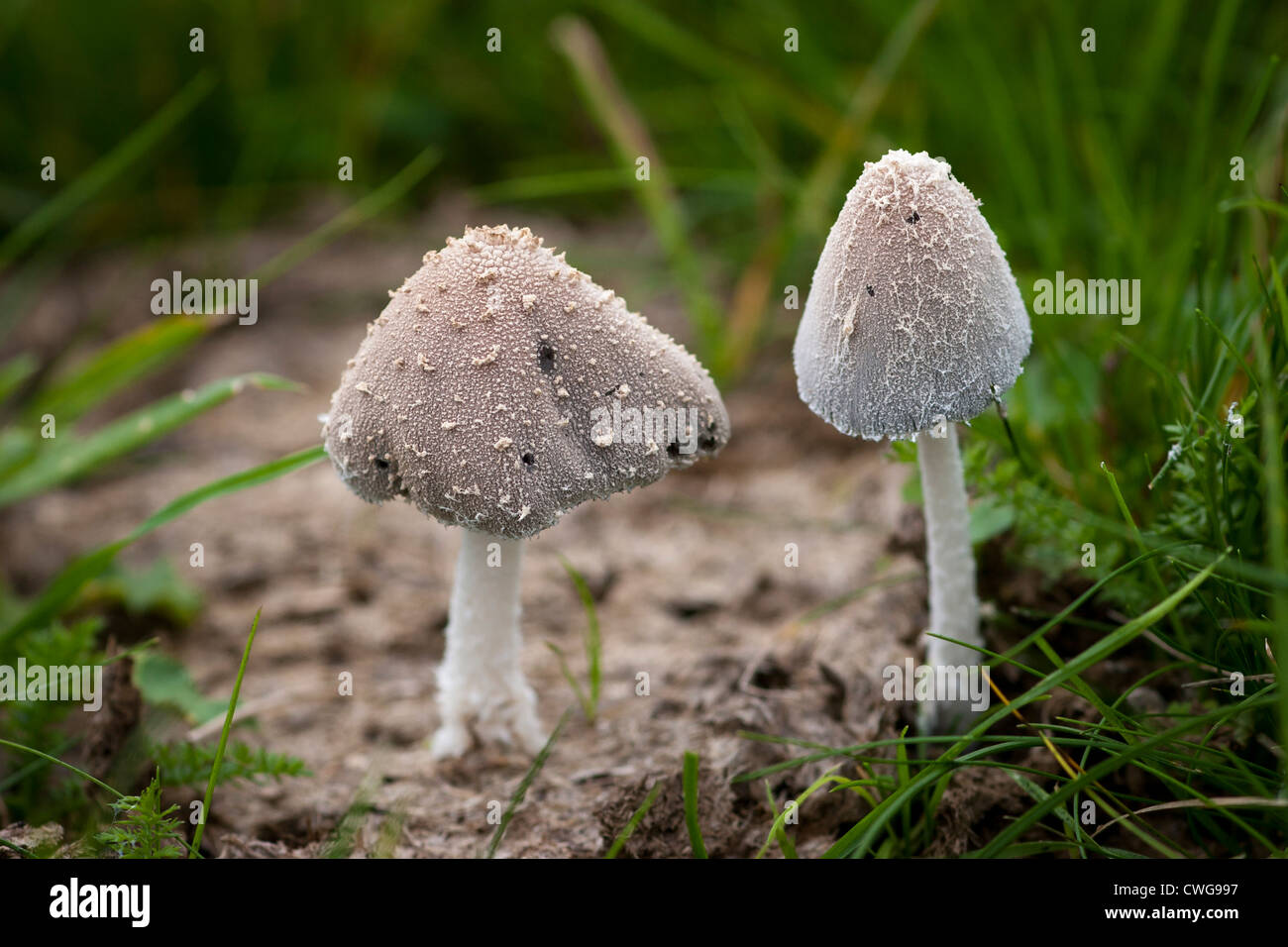 Coprinopsis