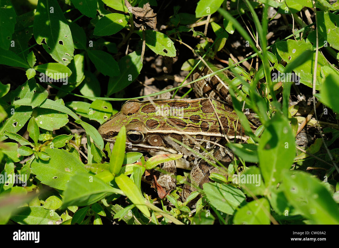 Leopard frog hi-res stock photography and images - Alamy