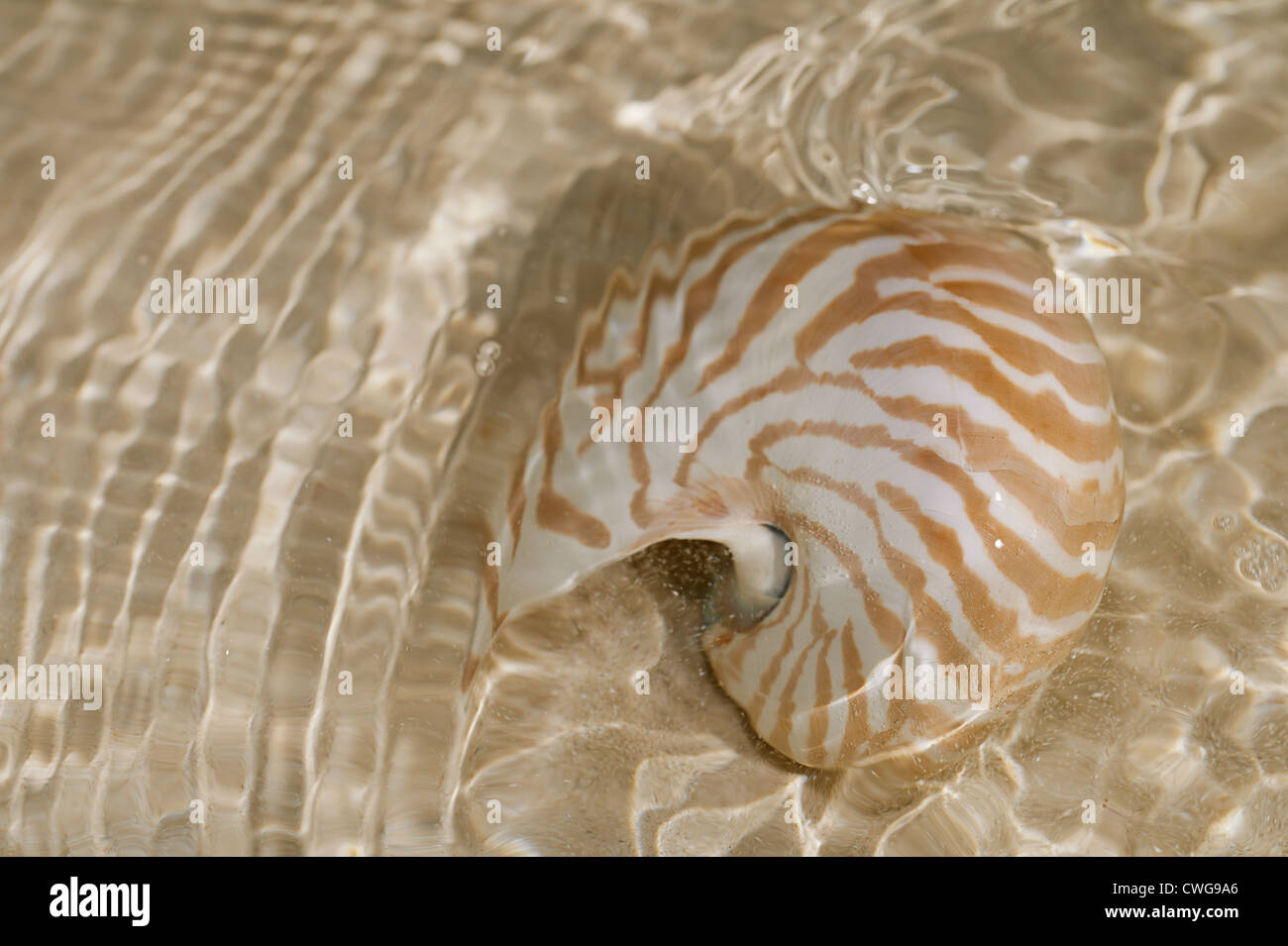 nautilus shell in the sea wave, close up Stock Photo - Alamy
