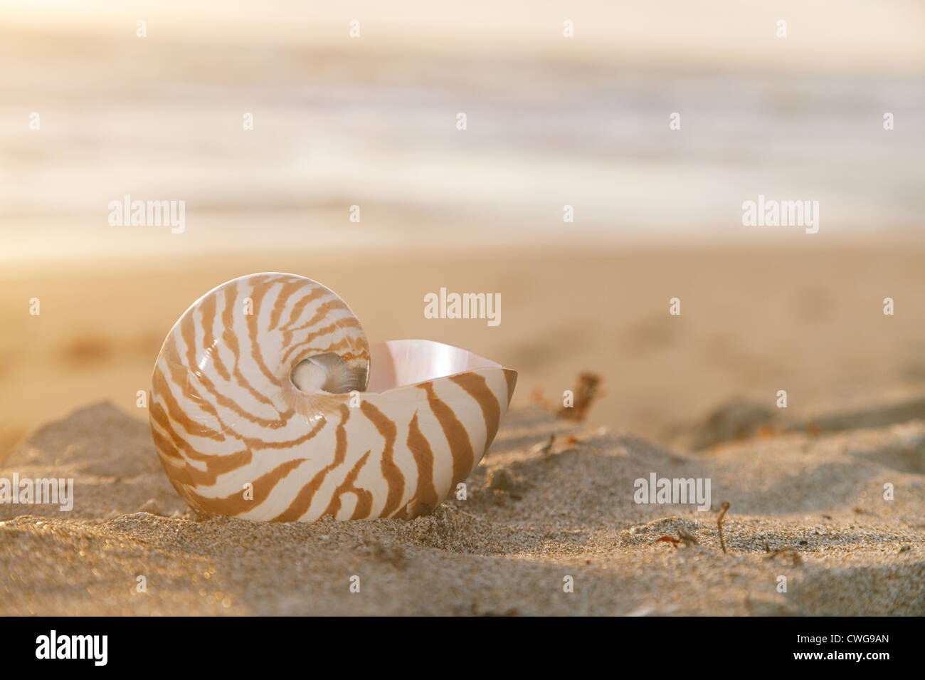 nautilus shell on beach under golden tropical sun beams, shallow dof ...