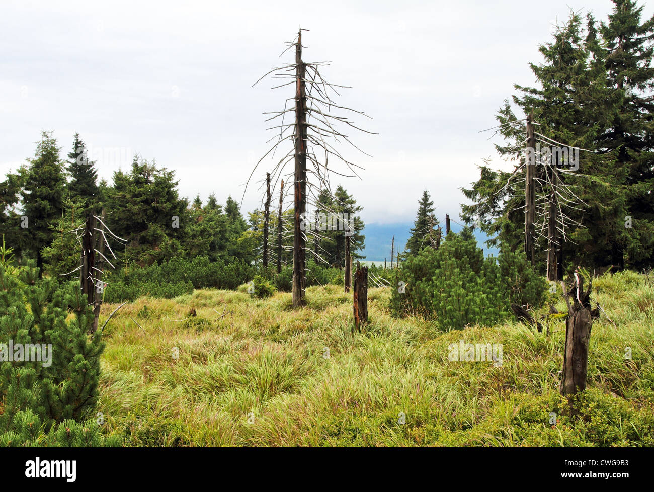Acid rain dead trees hi-res stock photography and images - Alamy
