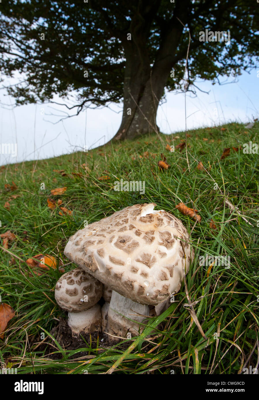 False death-cap (Amanita citrina, aka A. mappa) growing on a chalk ...