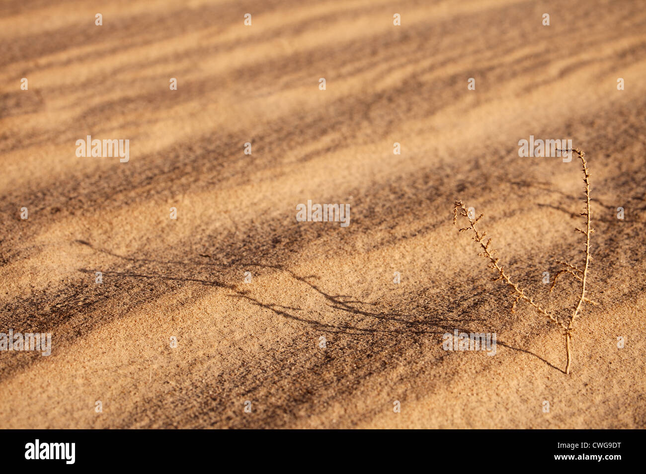 abstract sand background with sunlight Stock Photo - Alamy