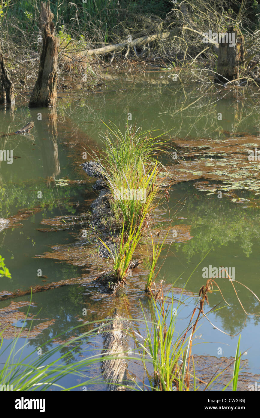 Dead pool hi-res stock photography and images - Alamy