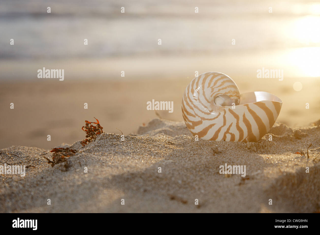 nautilus shell on beach under golden tropical sun beams, shallow dof ...