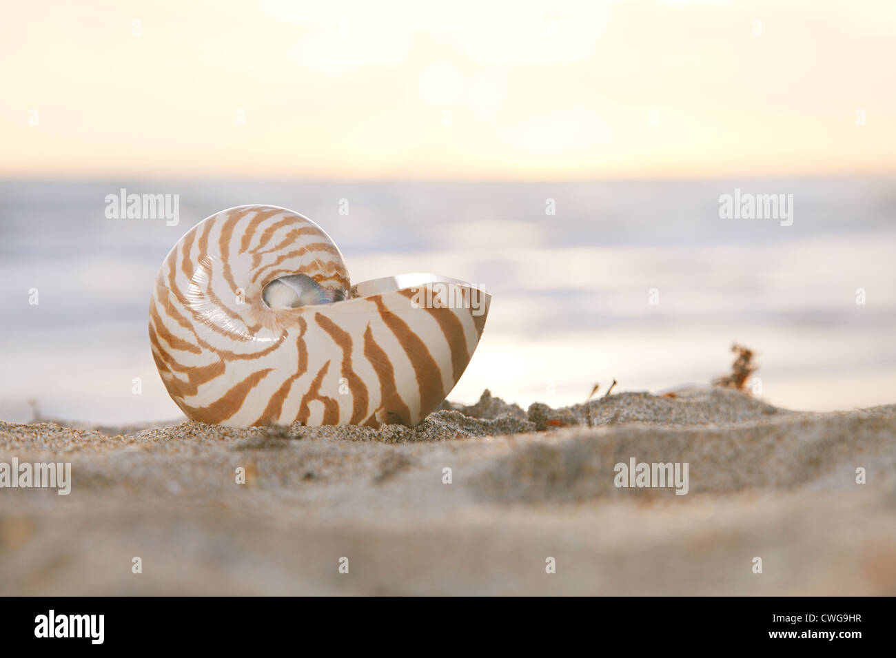 nautilus shell on beach and golden tropical sea, shallow dof Stock ...