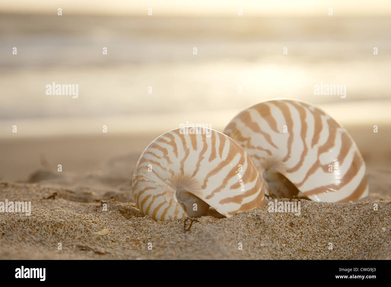 two nautilus shells on beach , golden sunrise over tropical sea ...