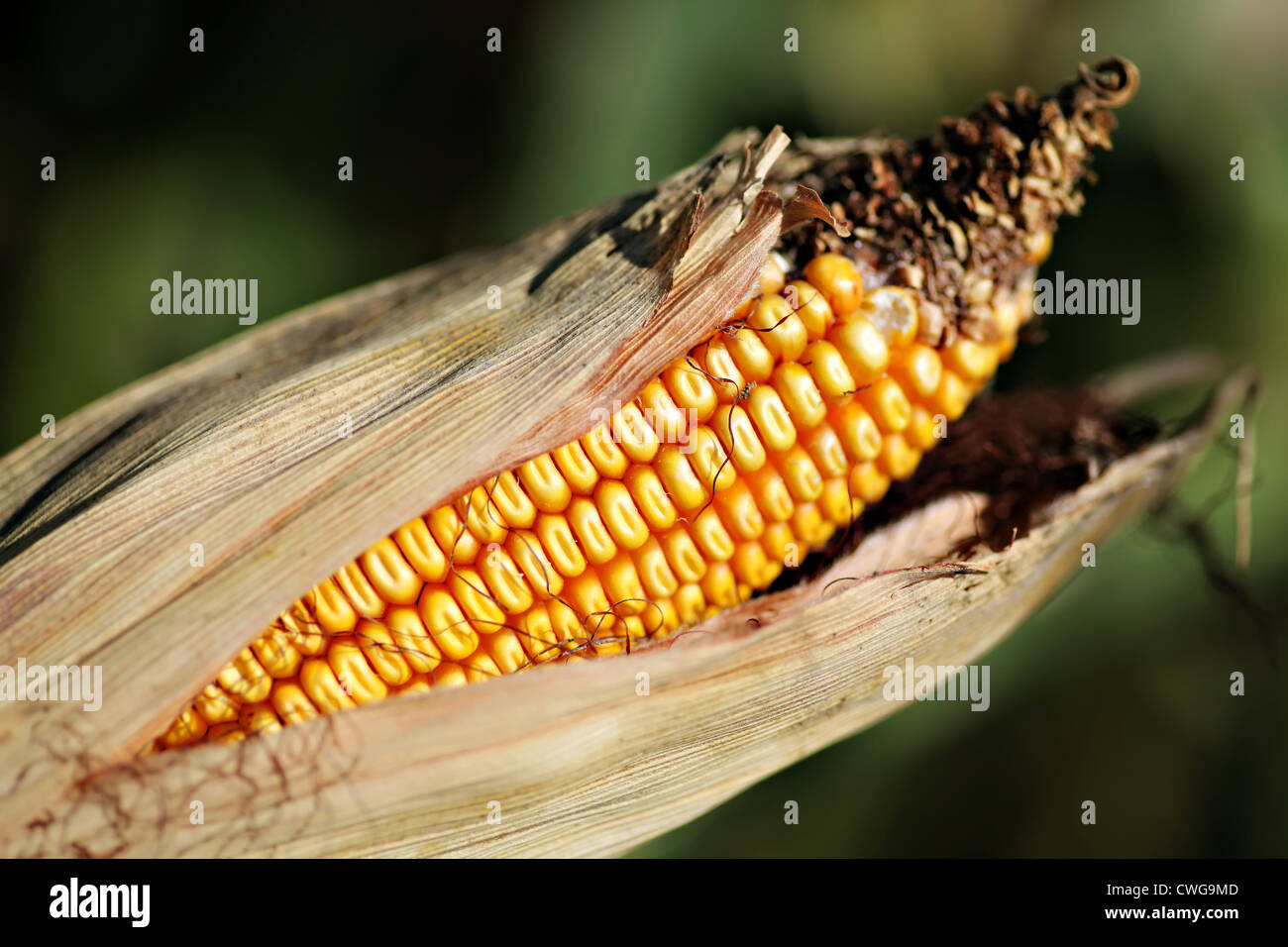 Color picture of a ear of corn Stock Photo - Alamy