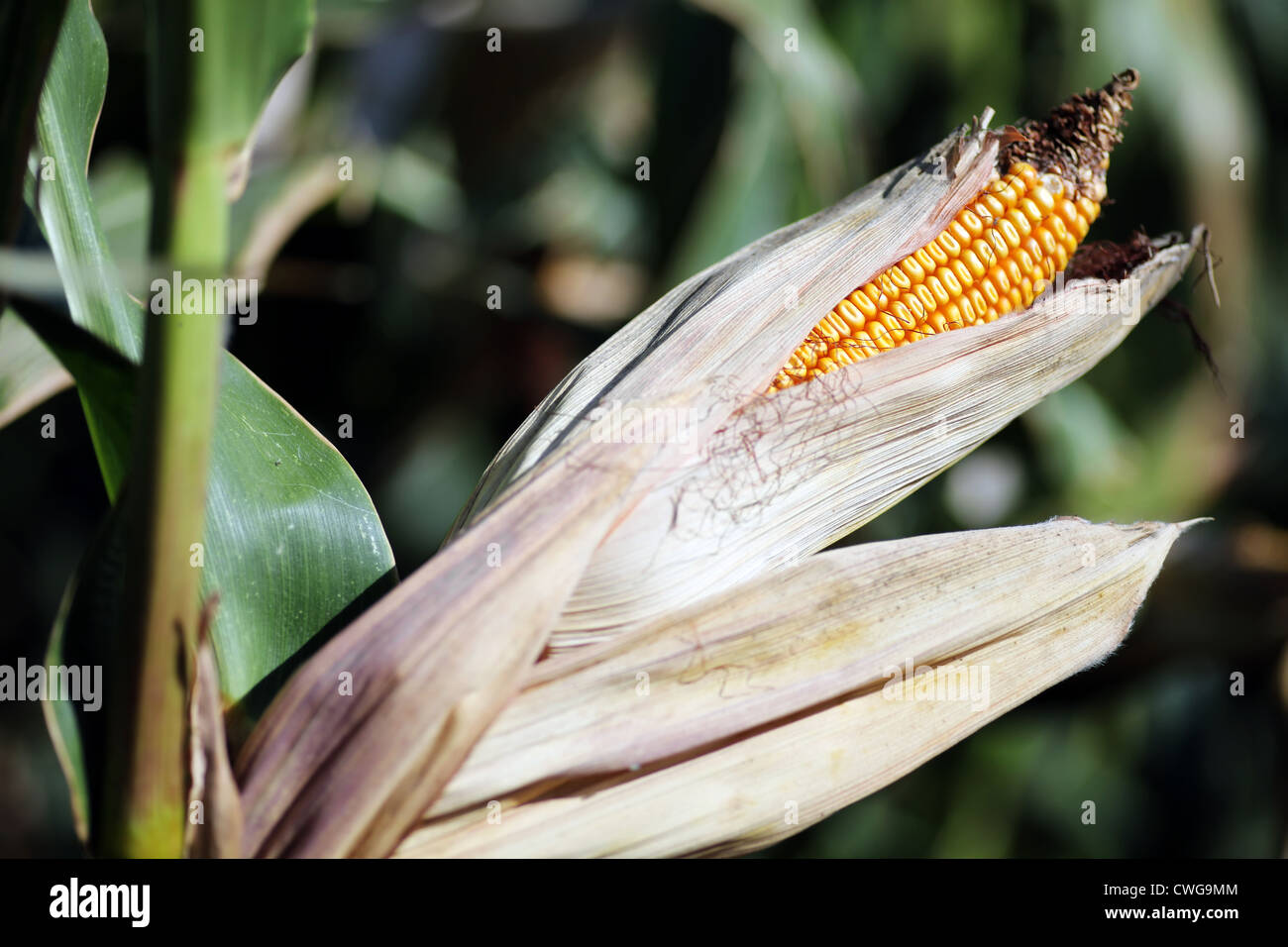 Color picture of a ear of corn Stock Photo - Alamy