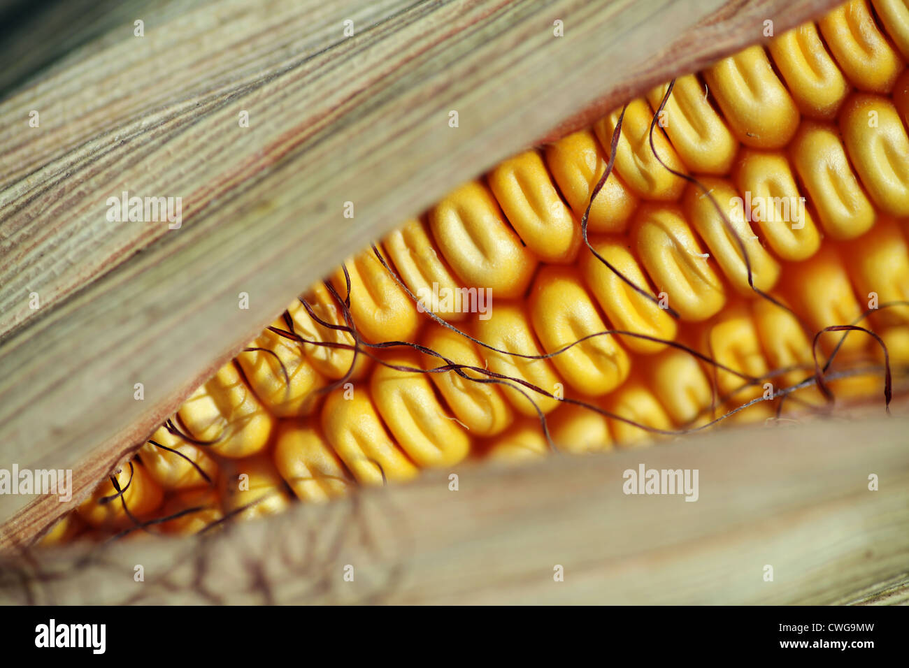 Color picture of a ear of corn Stock Photo - Alamy