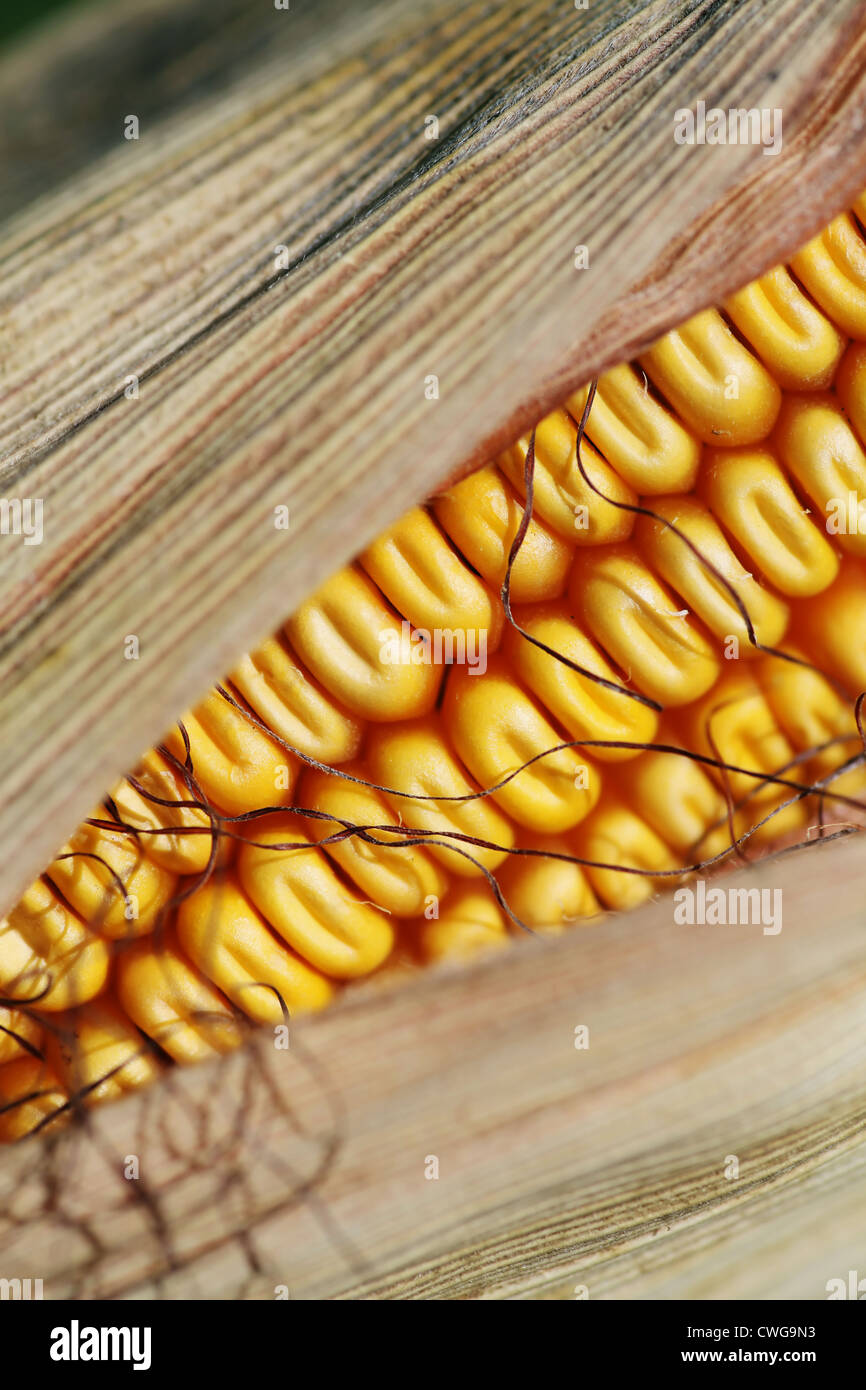 Color picture of a ear of corn Stock Photo - Alamy