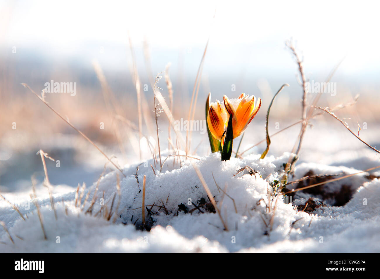 Yellow snowdrop hi-res stock photography and images - Alamy