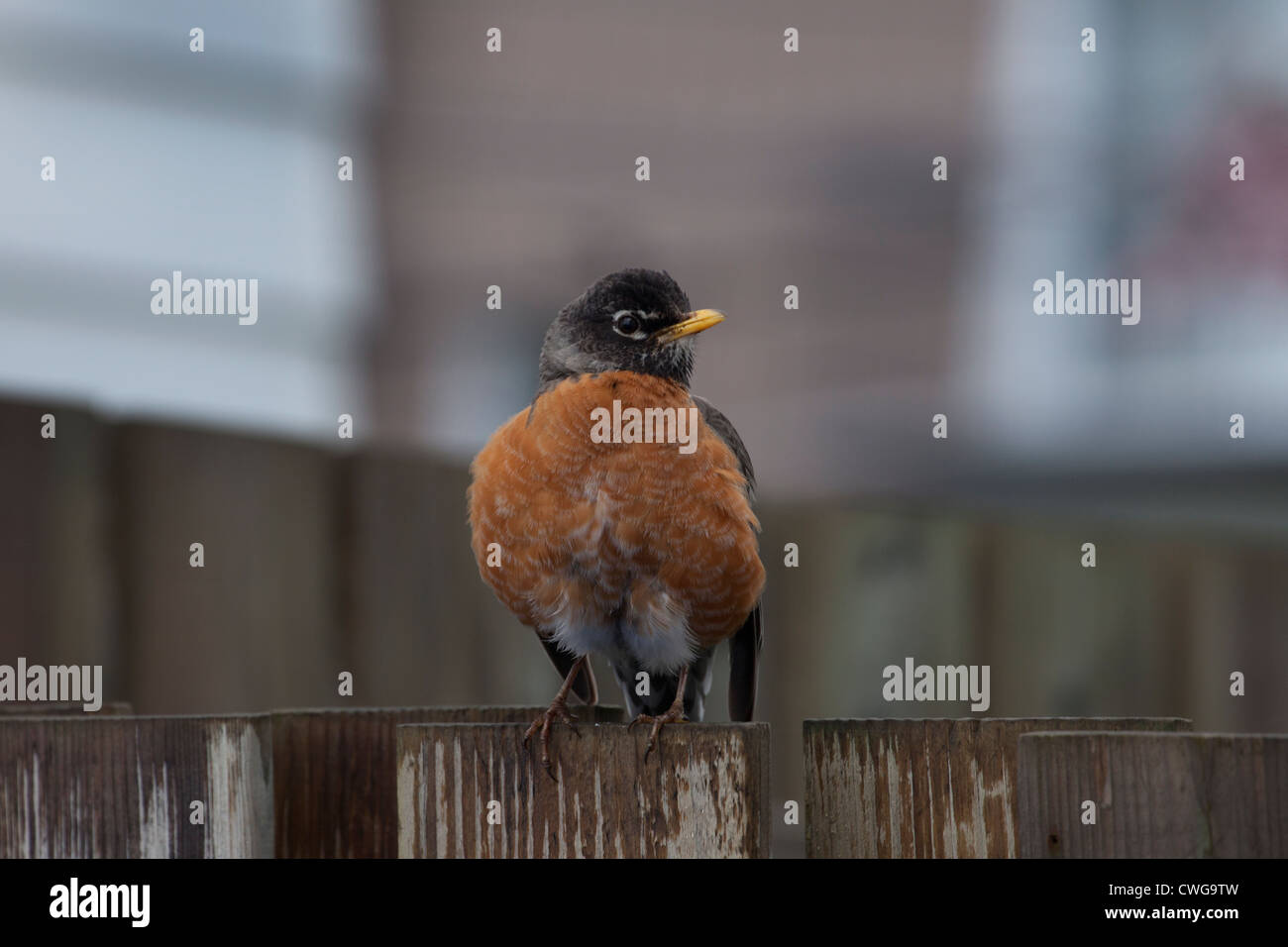 A robin perched on a fence outside a residential area Stock Photo - Alamy