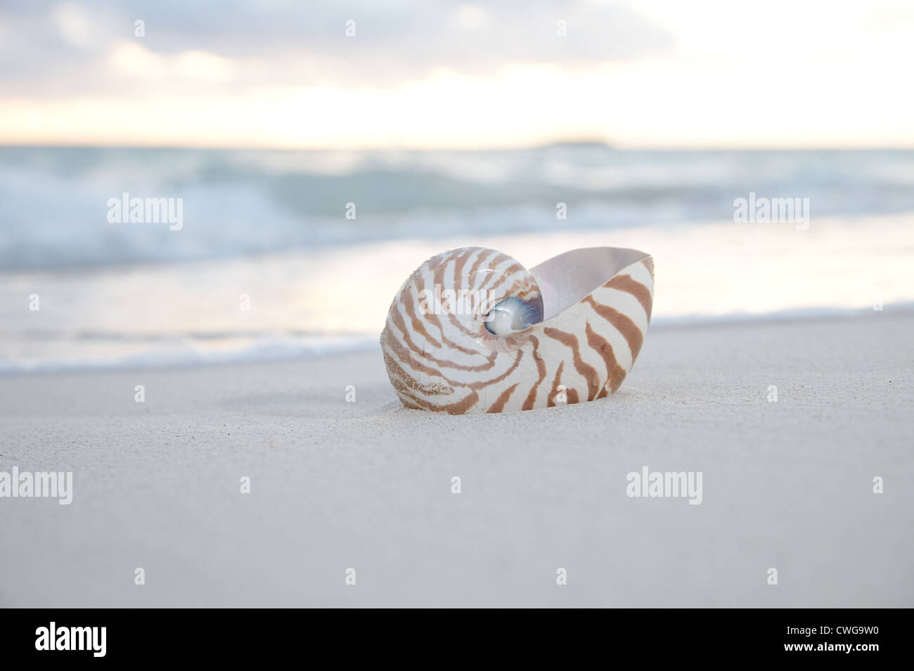 nautilus shell at the sea wave and sunrise Stock Photo - Alamy