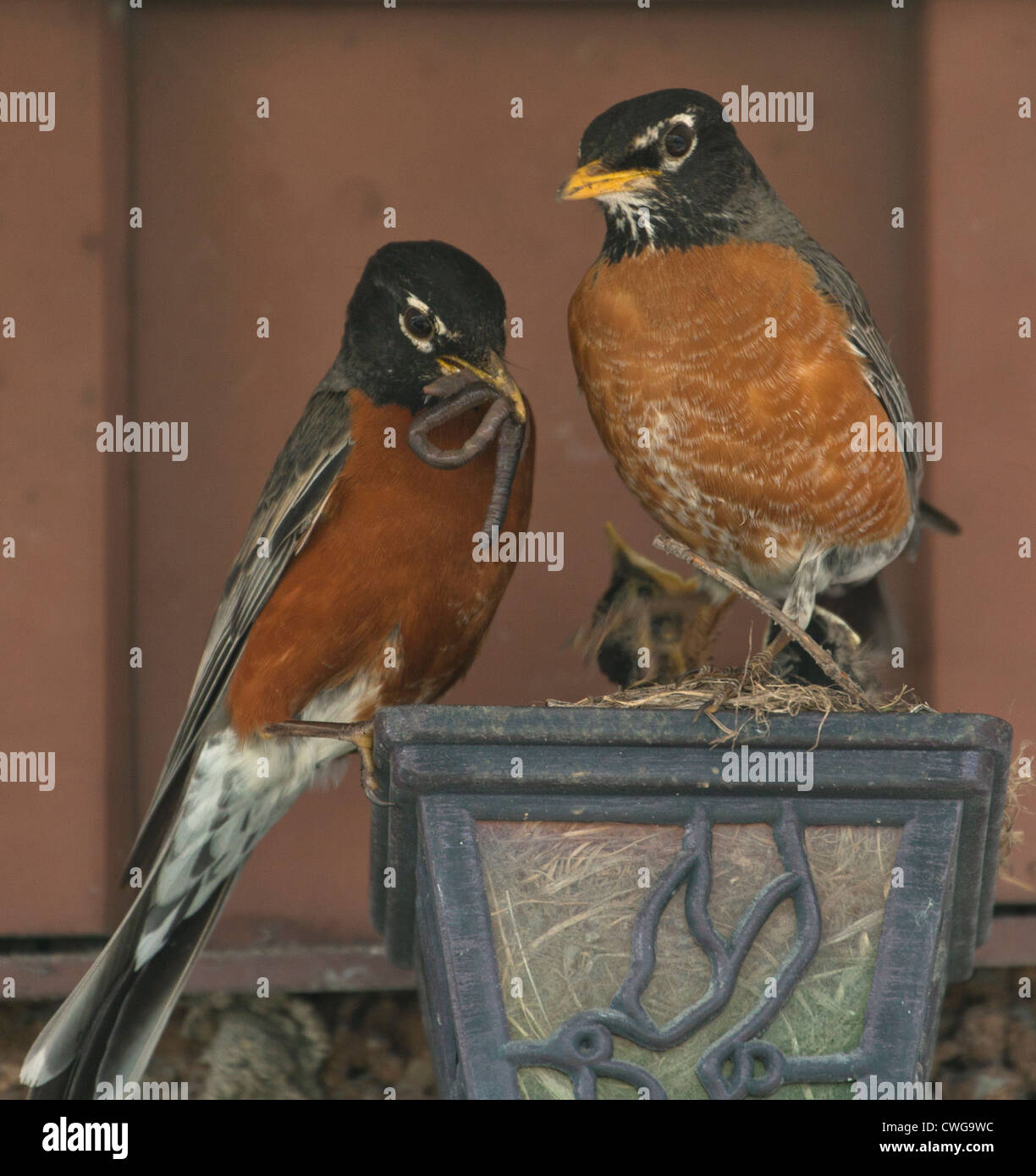 Pair of robins hi-res stock photography and images - Alamy