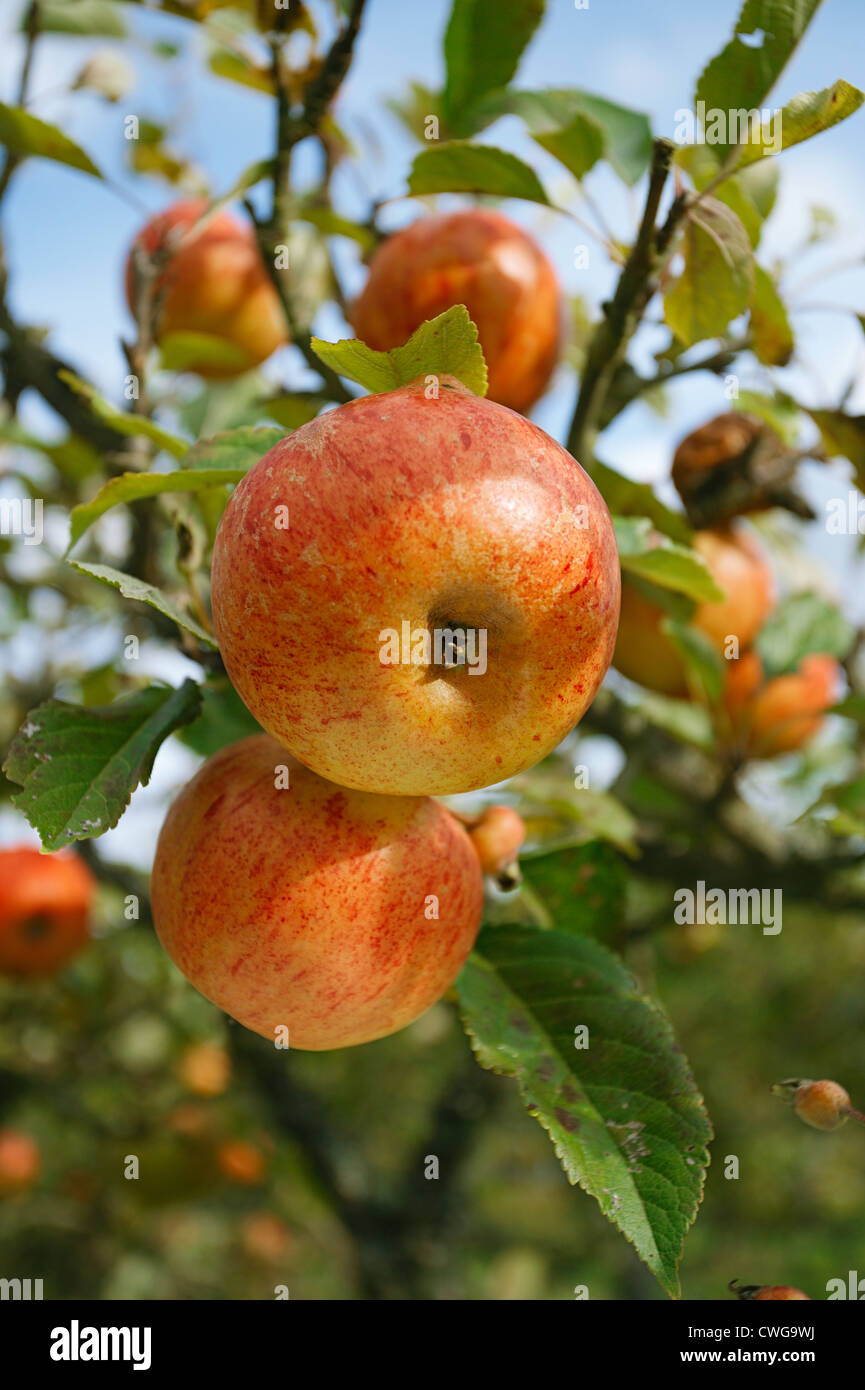 yellow and red apple on a tree in orchard, shallow DOF Stock Photo - Alamy