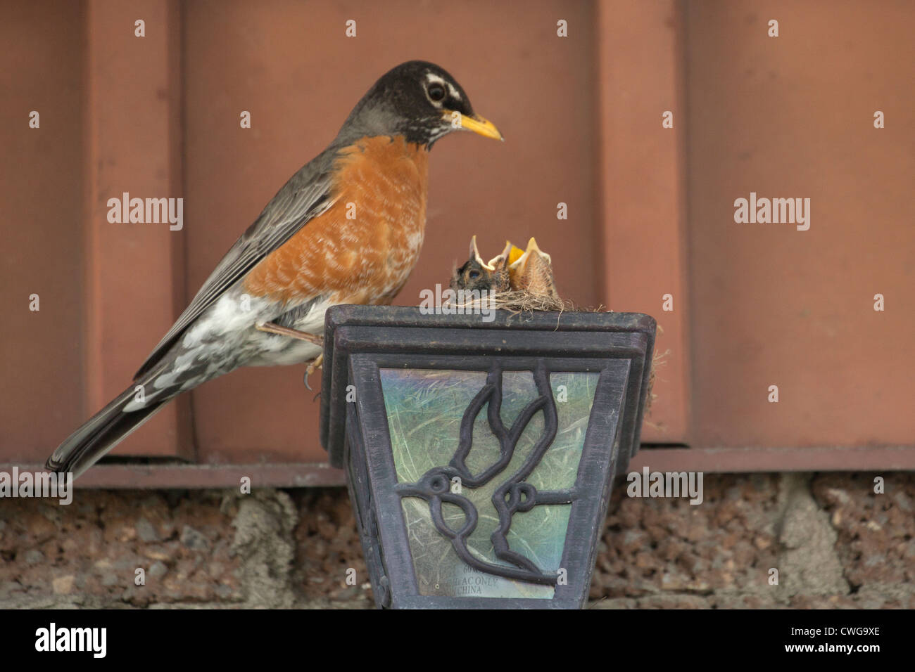 A robin watches over her fledglings in a nest built in a light bulb ...
