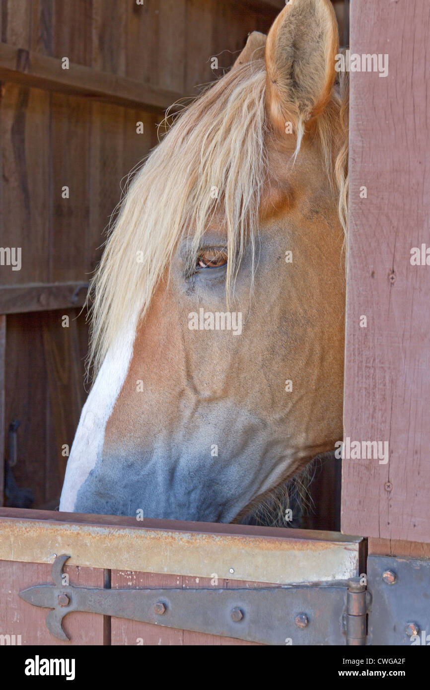 Shy horse hi-res stock photography and images - Alamy