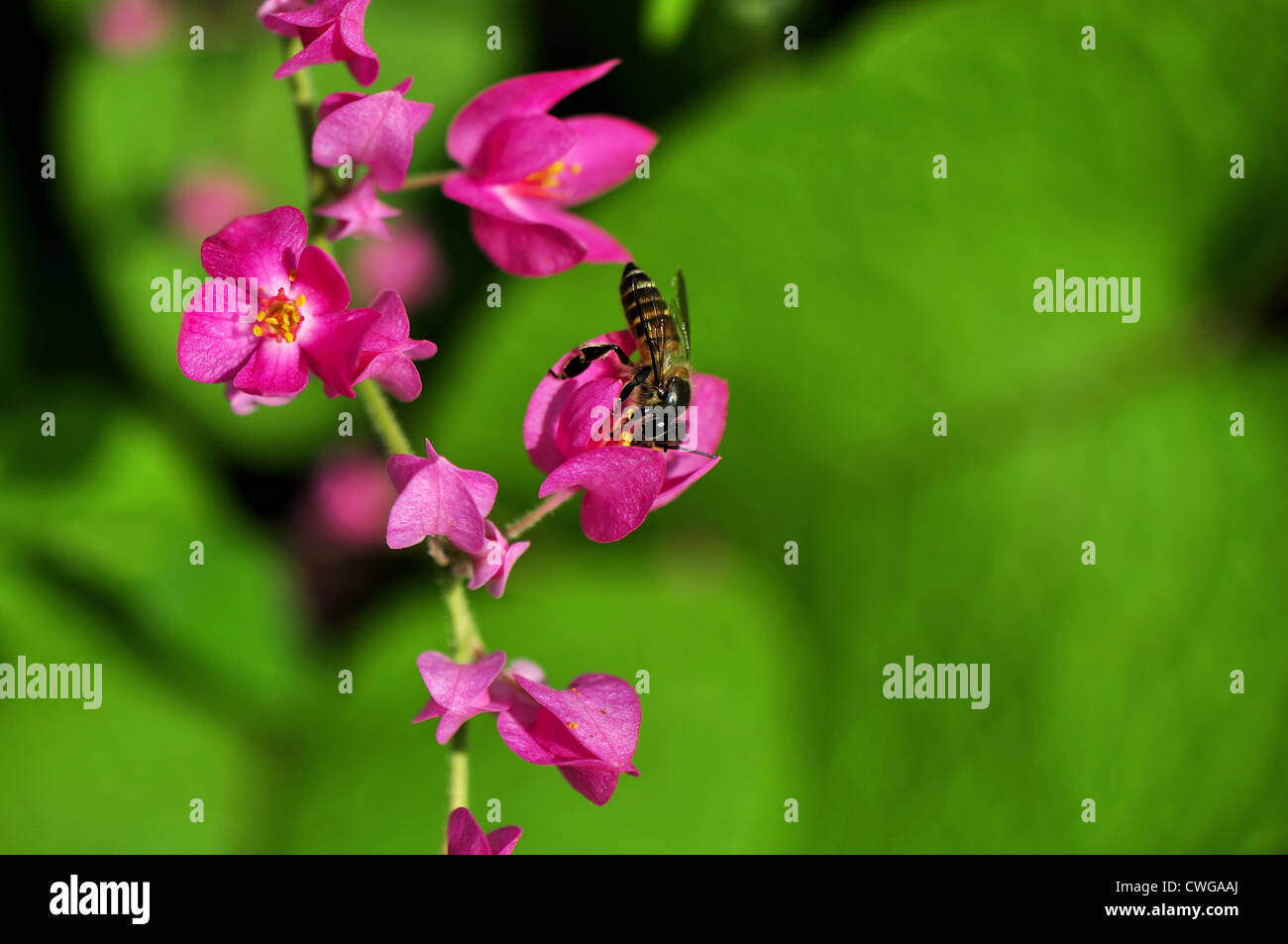Honey bee collection center Stock Photo - Alamy