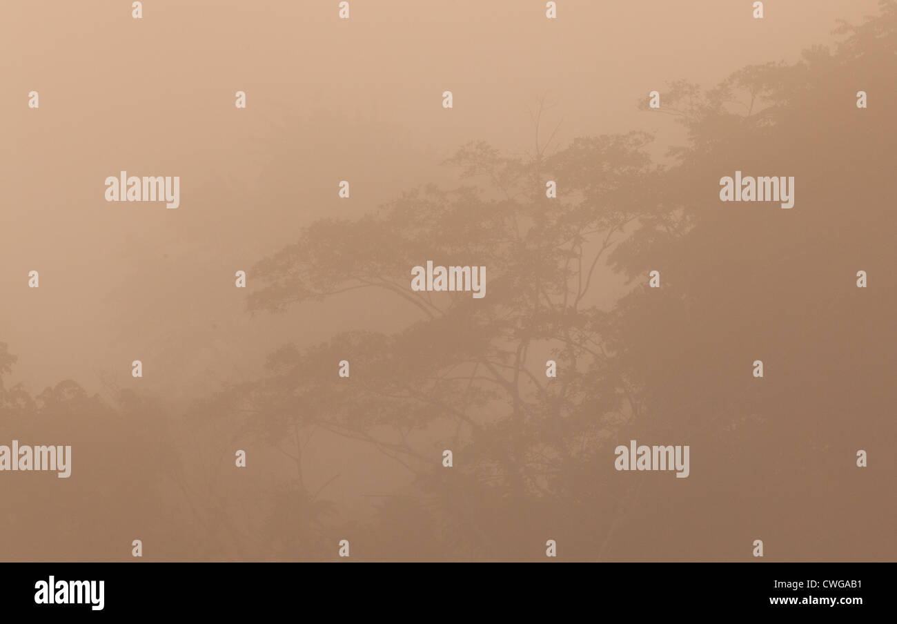 Mist covering tropical rainforest, Sabah, Malaysia Stock Photo - Alamy
