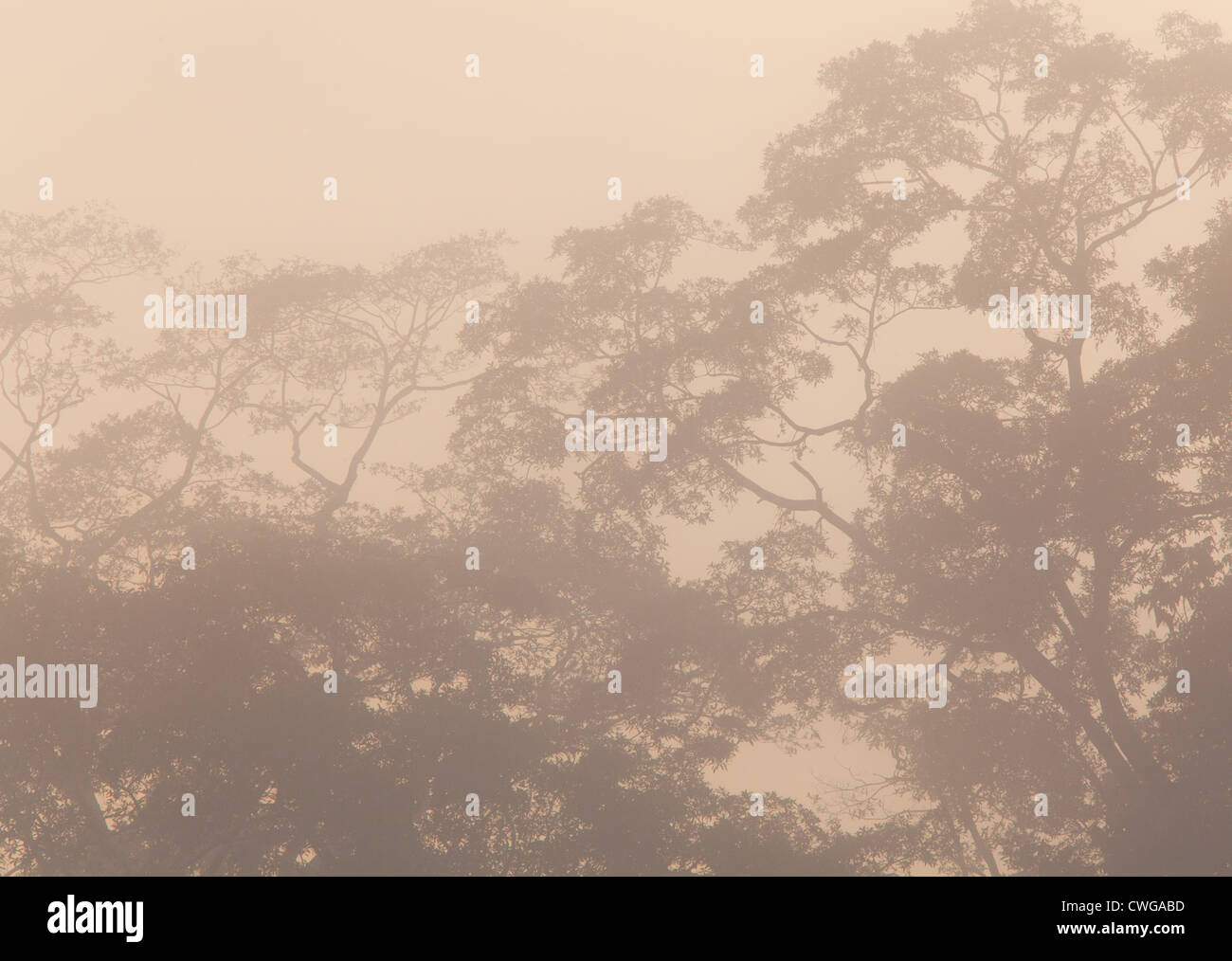 Mist covering tropical rainforest, Sabah, Malaysia Stock Photo - Alamy