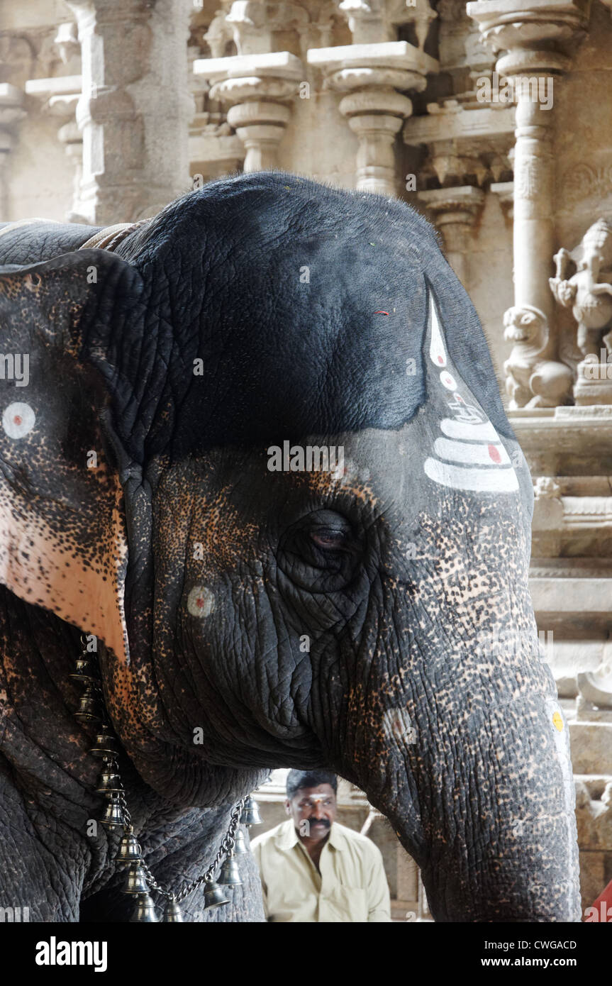 The Blessing elephant in the Meenakshi Temple in Madurai, India. For ...