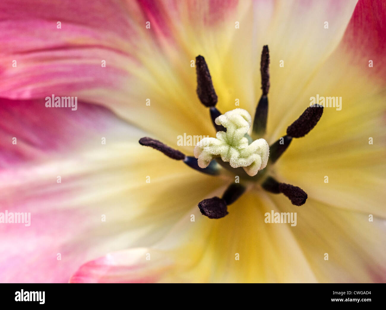 Inside of a tulip hi-res stock photography and images - Alamy