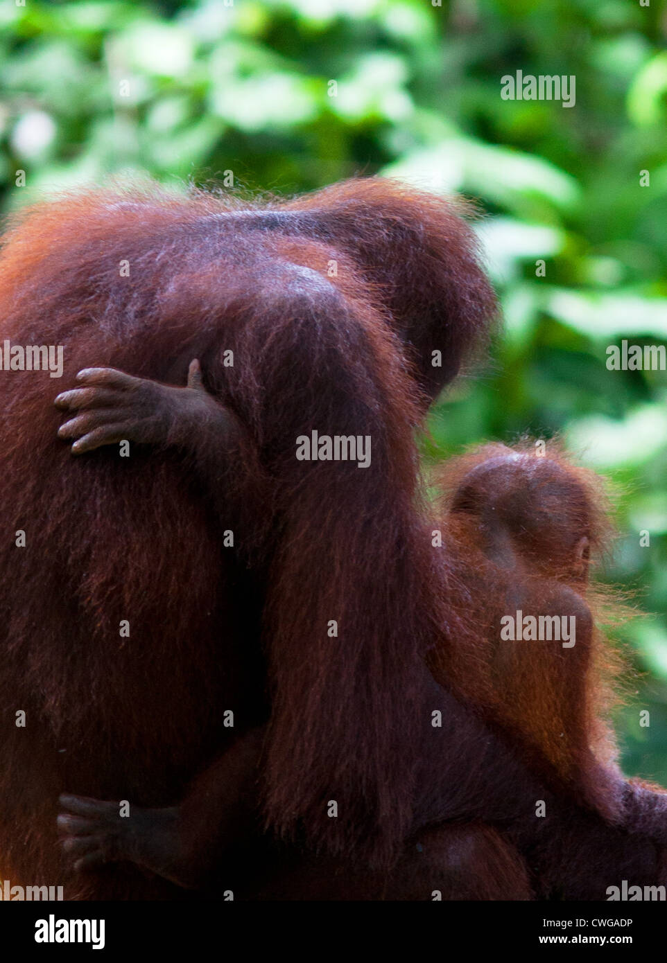 Mother and baby Orangutan, Pongo pygmaeus, Sabah, Malaysia Stock Photo ...