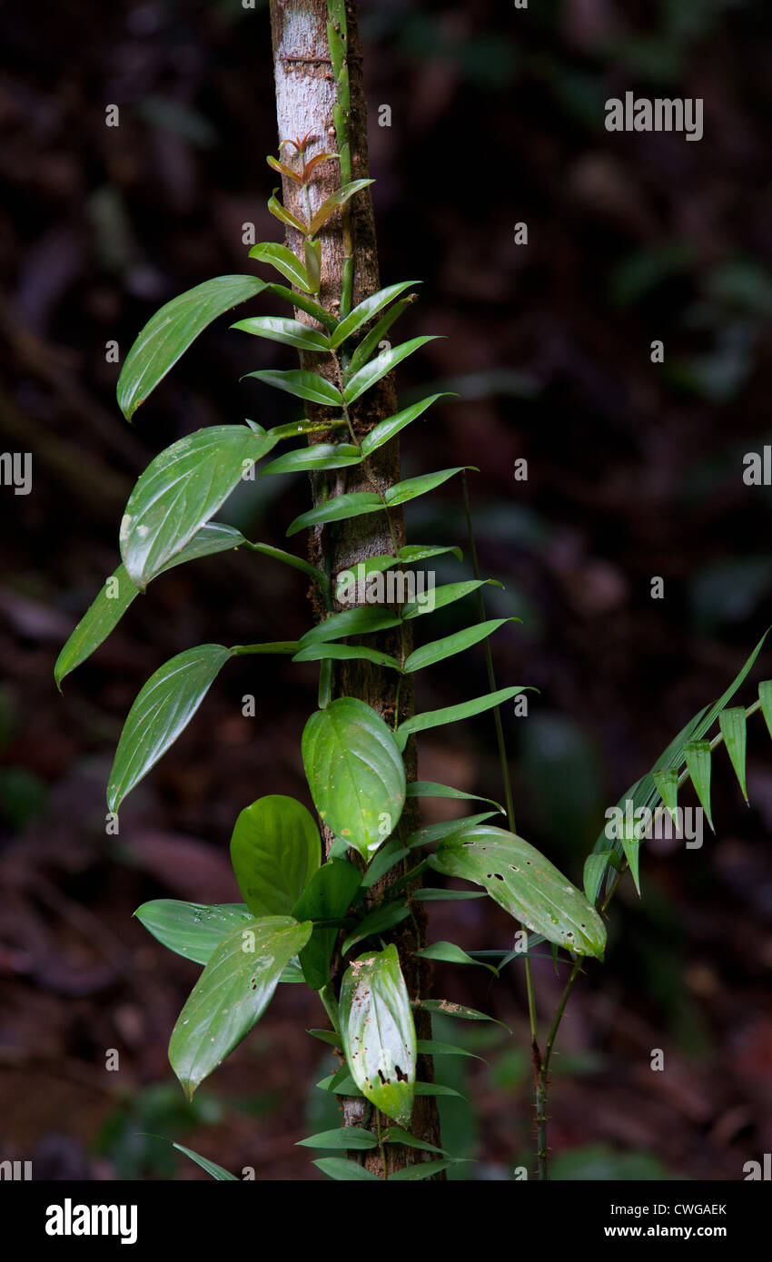 Green plant growing up a small tree, Sabah, Malaysia Stock Photo - Alamy