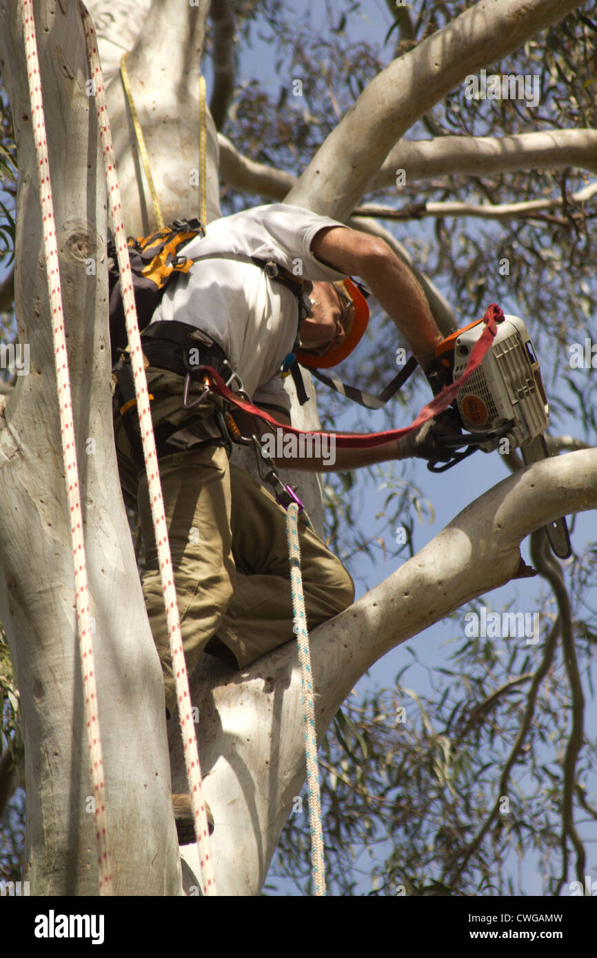 Tree-lopper Greg Roberts at work in the Blue Mountains of Australia ...