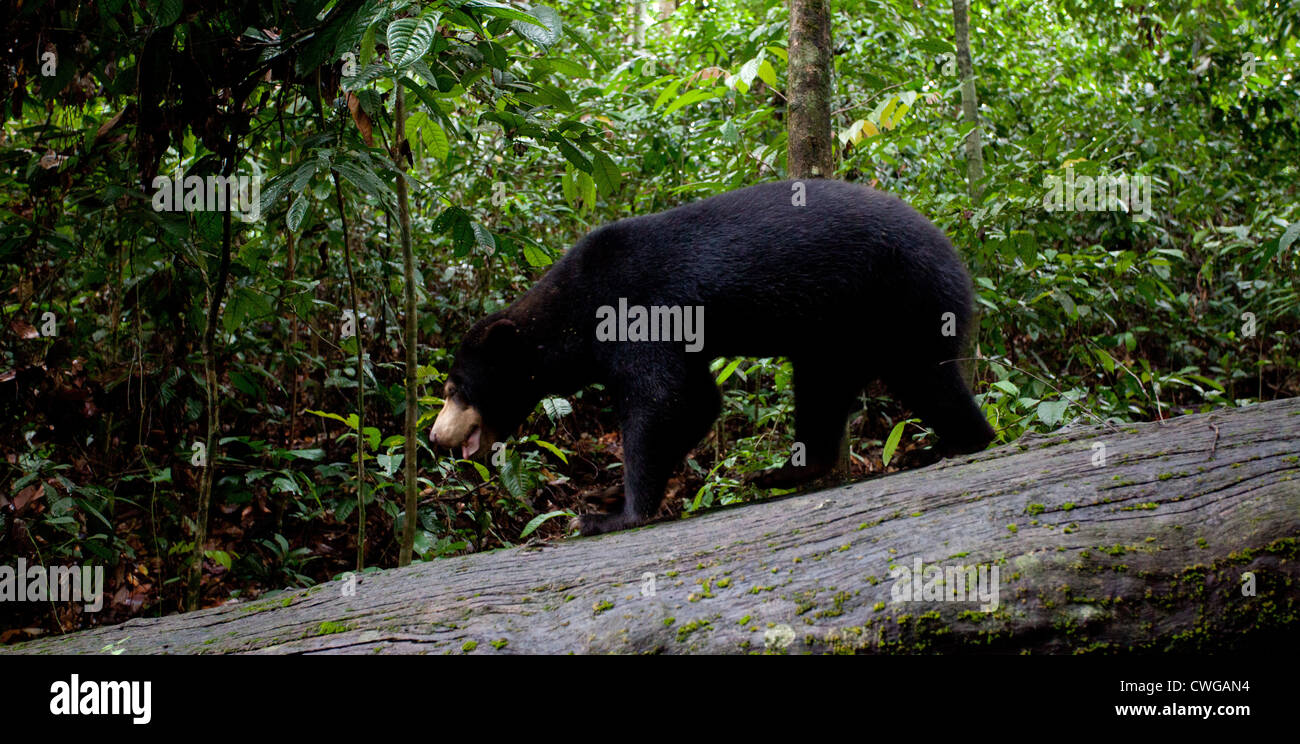 Sun Bear, Helarctos malayanus, Bornean Sun Bear Conservation Centre ...